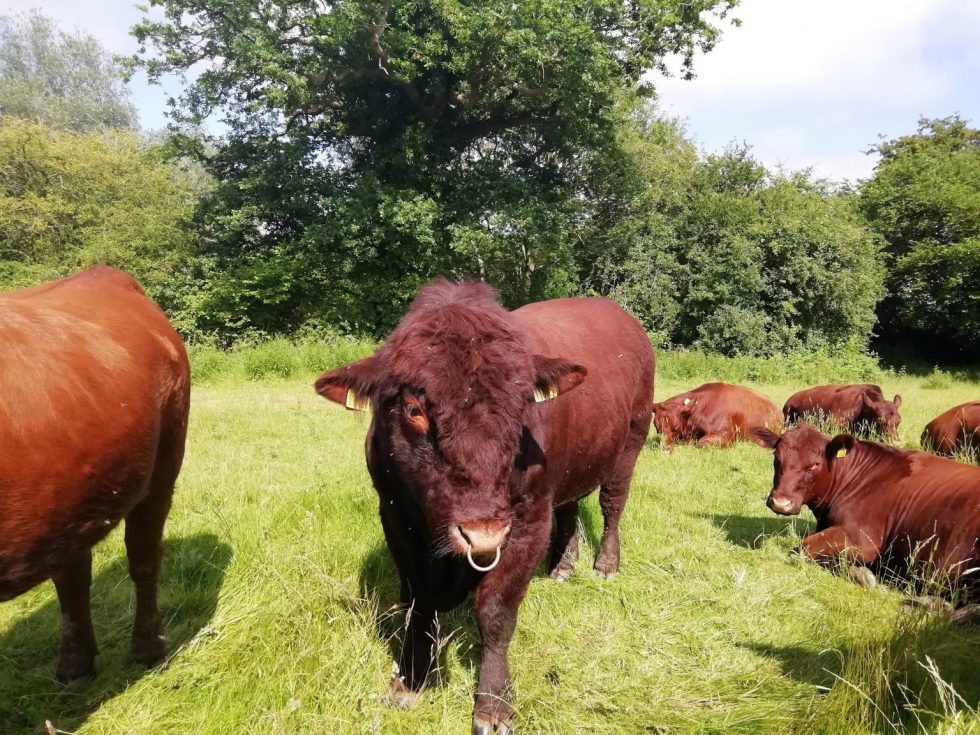 The Herd - The Lincoln Reds - Carricks at Castle Farm